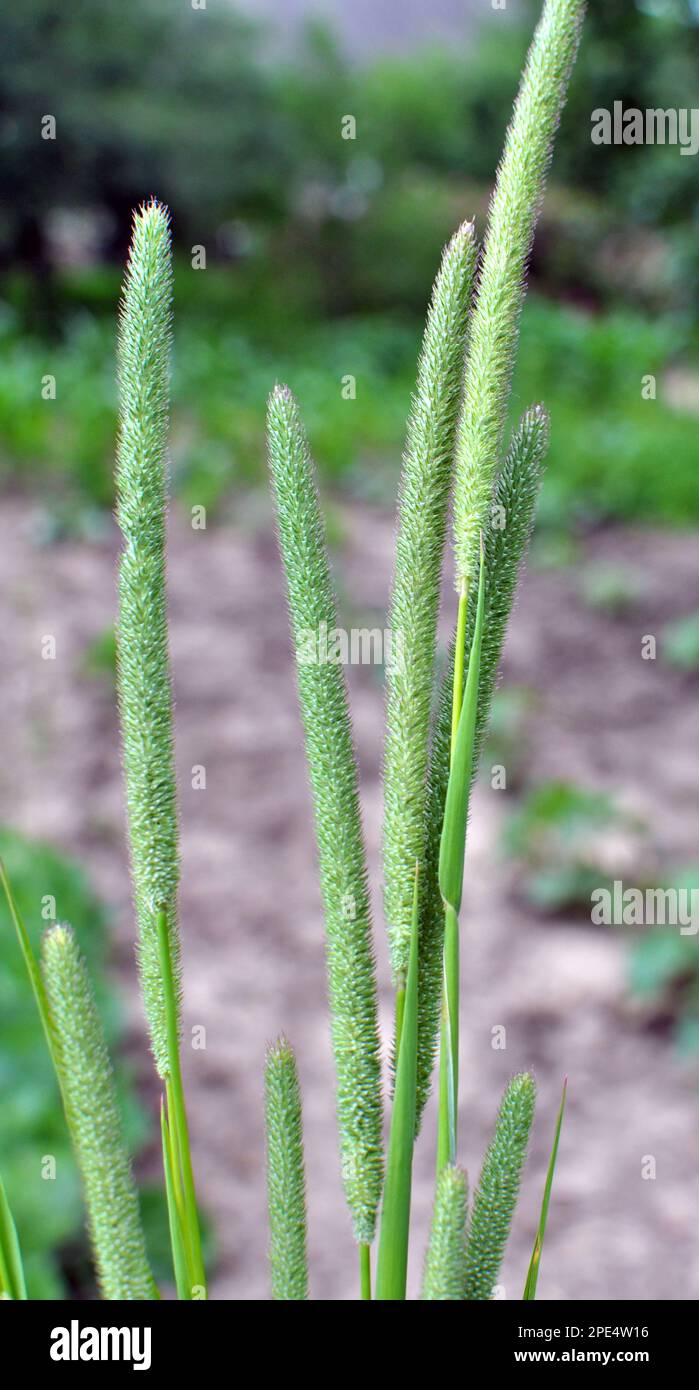Le fléole des prés (Phleum pratense), une herbe fourragère précieuse ...