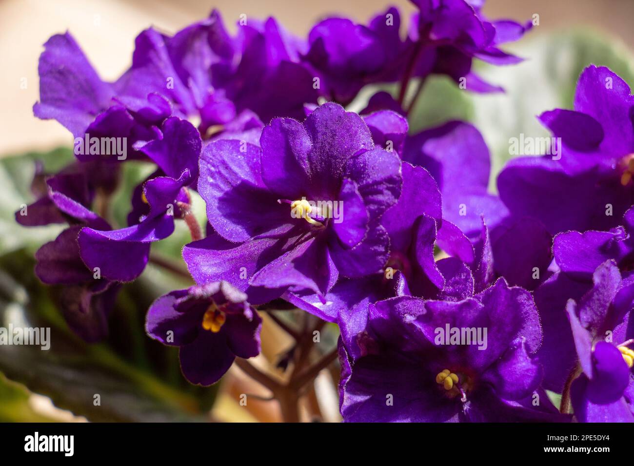 Violette africaines Banque de photographies et d’images à haute ...