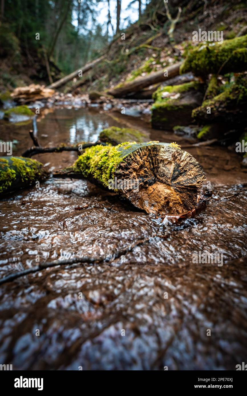 Petit ruisseau dans la forêt avec du bois, Forêt Noire, Xanderklinge ...