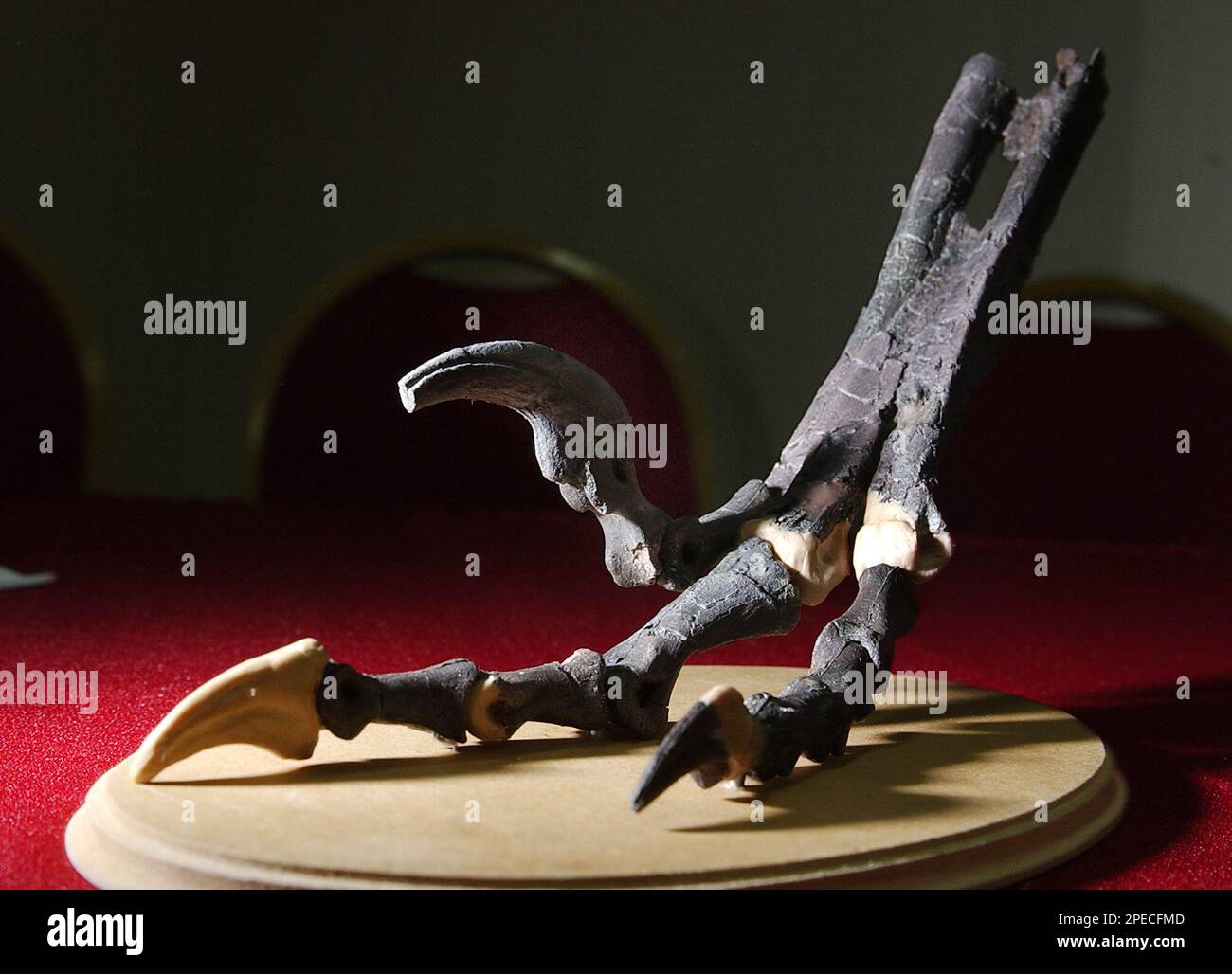 The uncovered fossilized bones of a small meat-eating dinosaur in ...