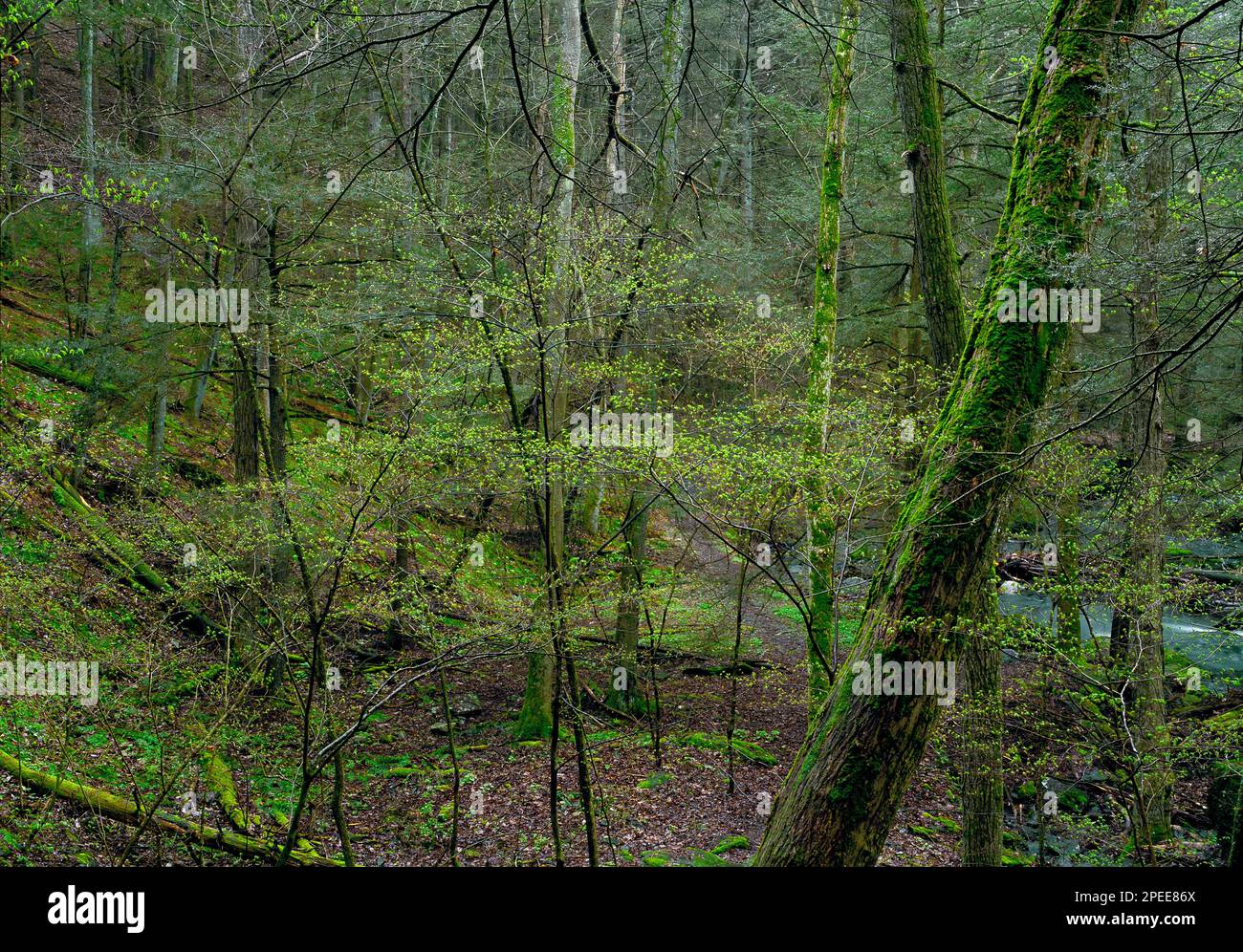 Van camps Mill Creek, dans le Delaware Water Gap National Recreation ...