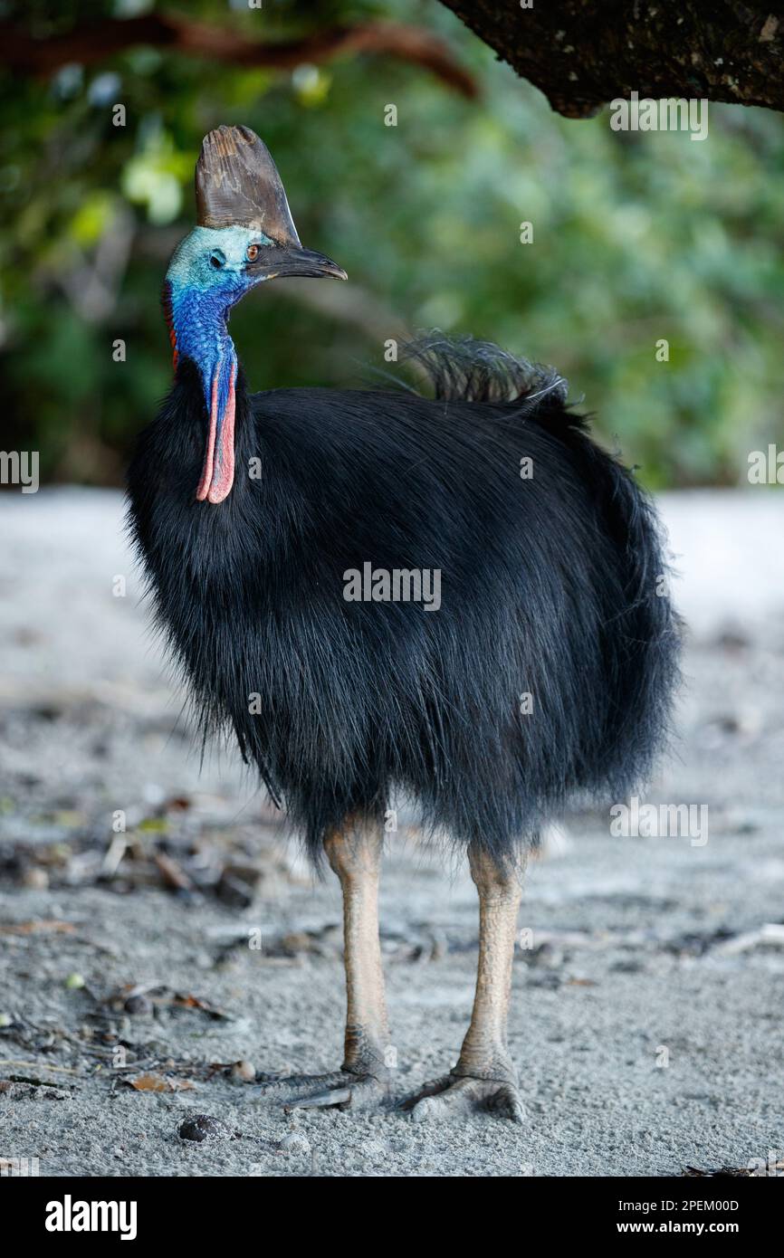 Feathers cassowary casuarius casuarius queensland Banque de ...