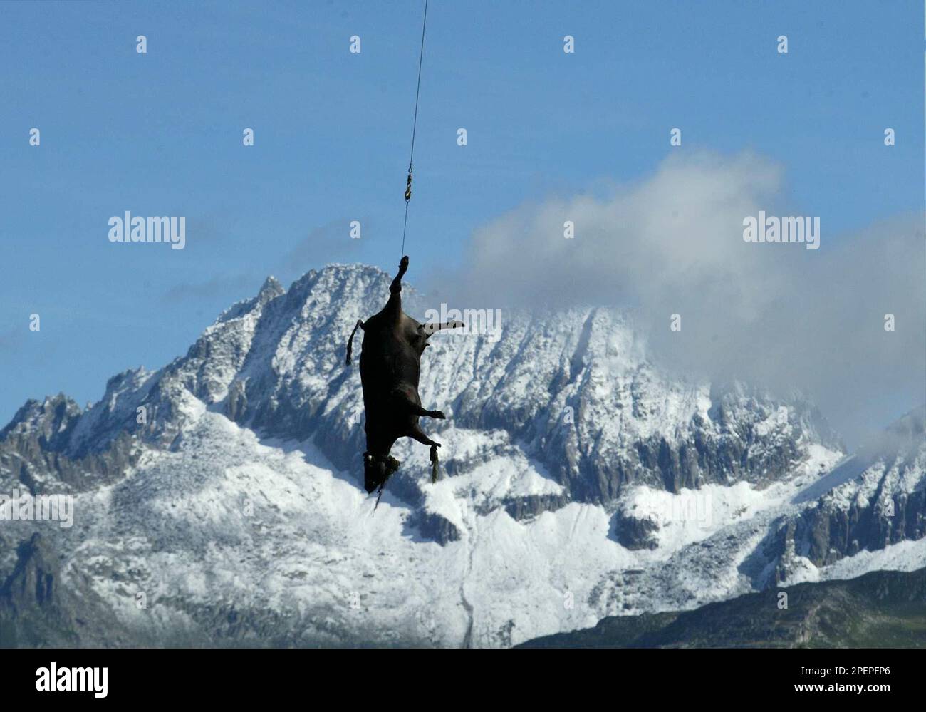 The carcass of a cow, fallen to death in the Swiss mountains is ...