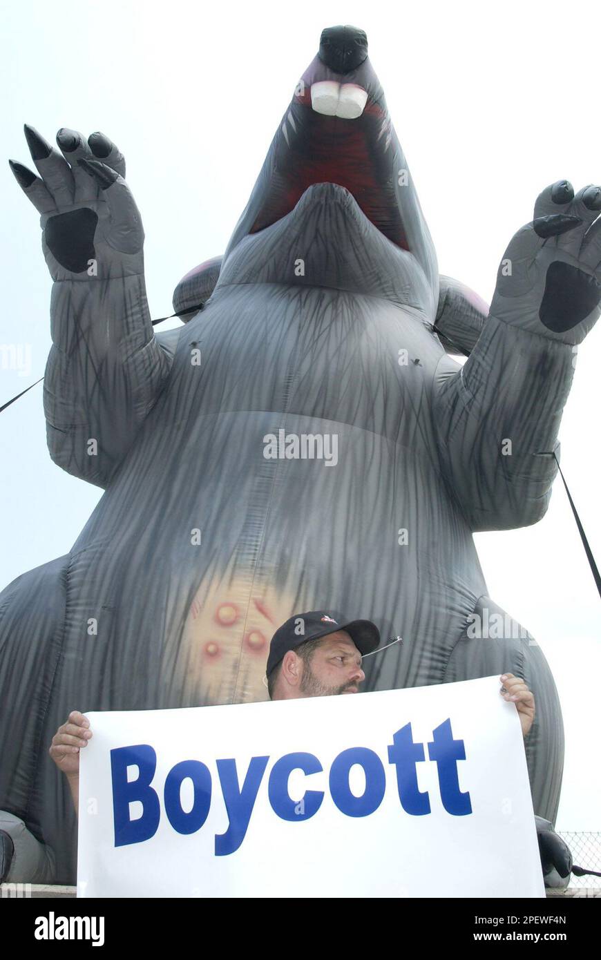 A union worker standing in front of a large inflatable rat pickets ...