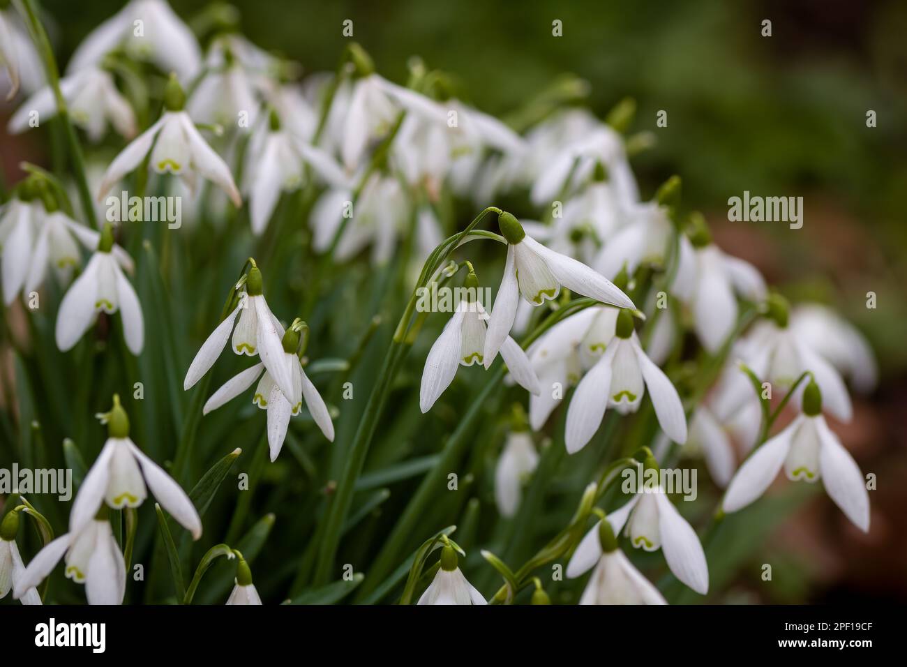 Fleurs en forme de clochette blanche Banque de photographies et d ...