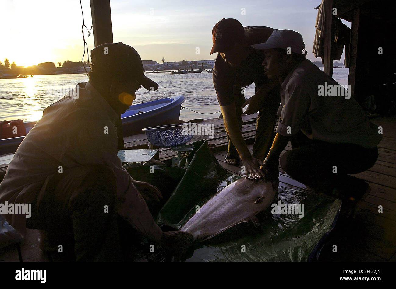 Zeb Hogan, 2nd Right, and his Cambodian assistants measure, weigh and ...