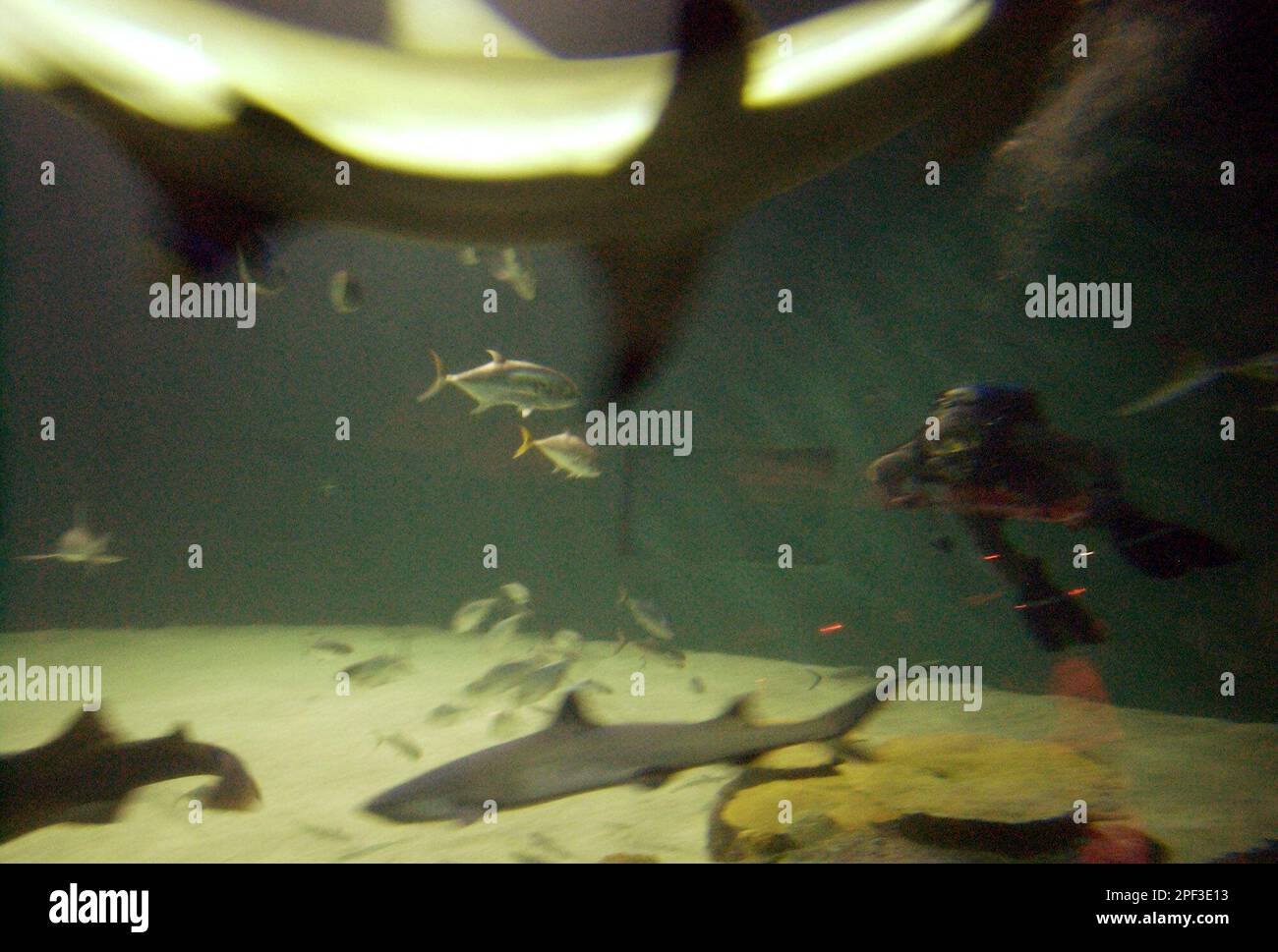 Jack Jewell general curator of the Shark Reef at Mandalay Bay closes in ...