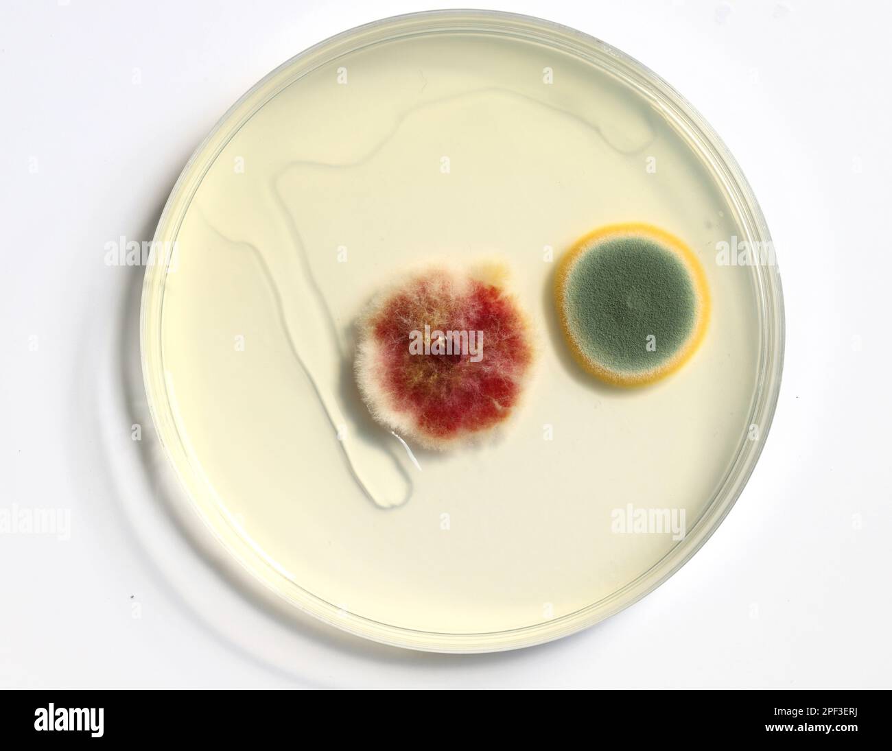 Une boîte de Petri avec des cultures de micro-organismes, de ...