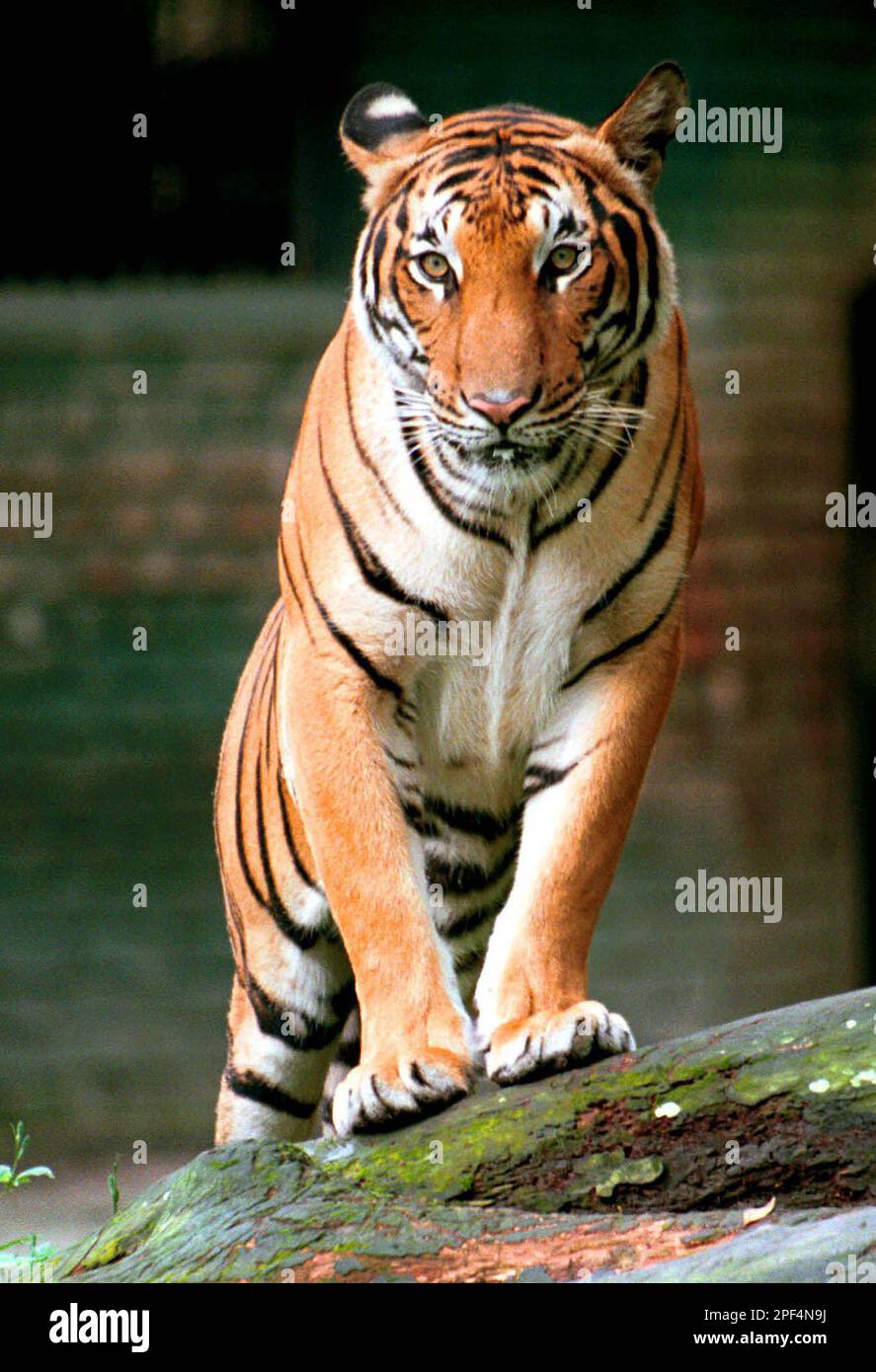 An Indochinese tiger gazes out of its enclosure at the National Zoo in ...