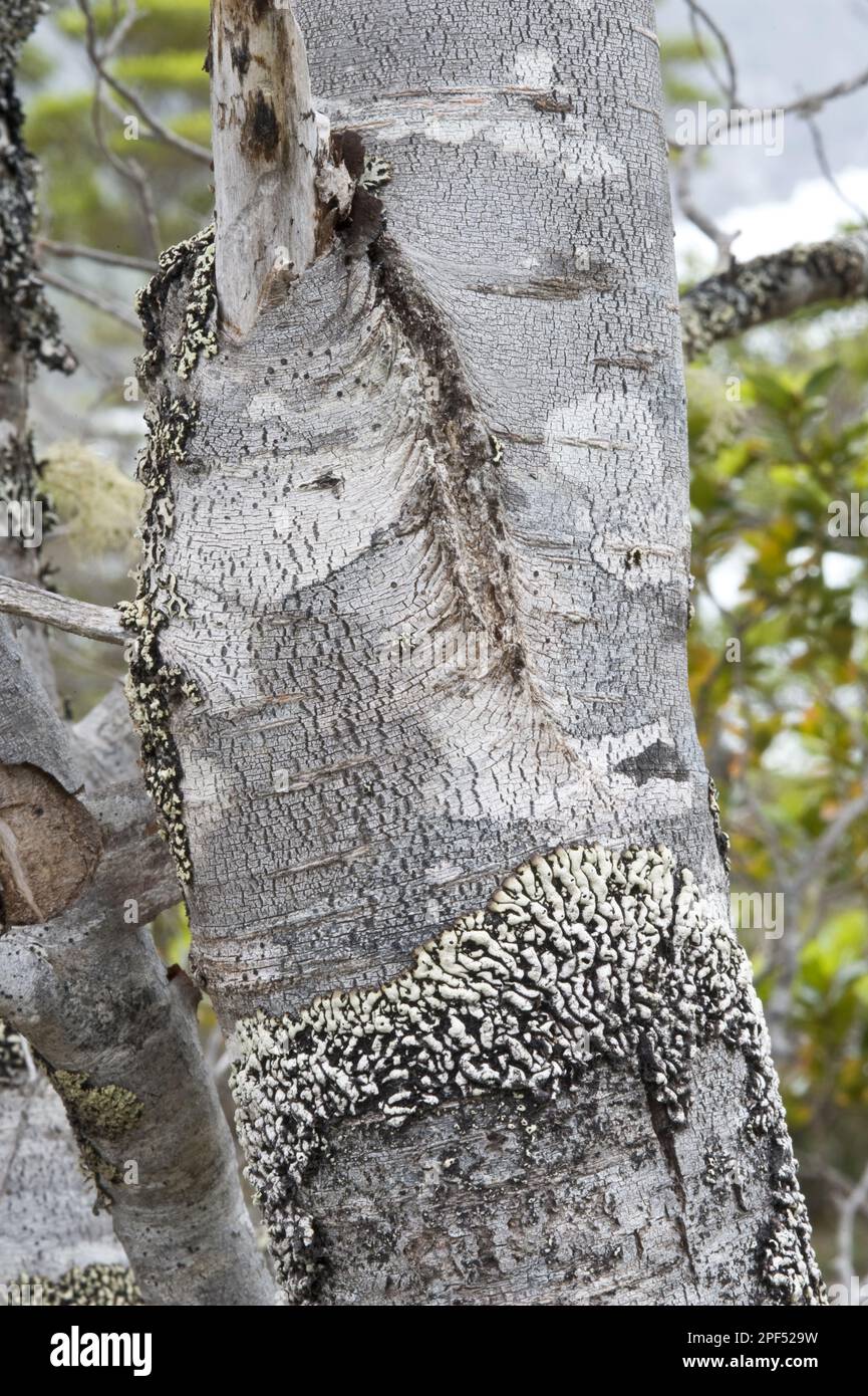 Coigue de guindo (Nothofagus betuloides) gros plan de la tribu ...