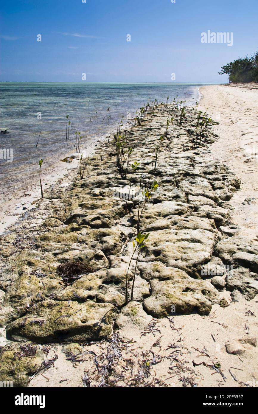 Mangrove (Rhizophora sp.) Semis colonisant le rivage avec des ...
