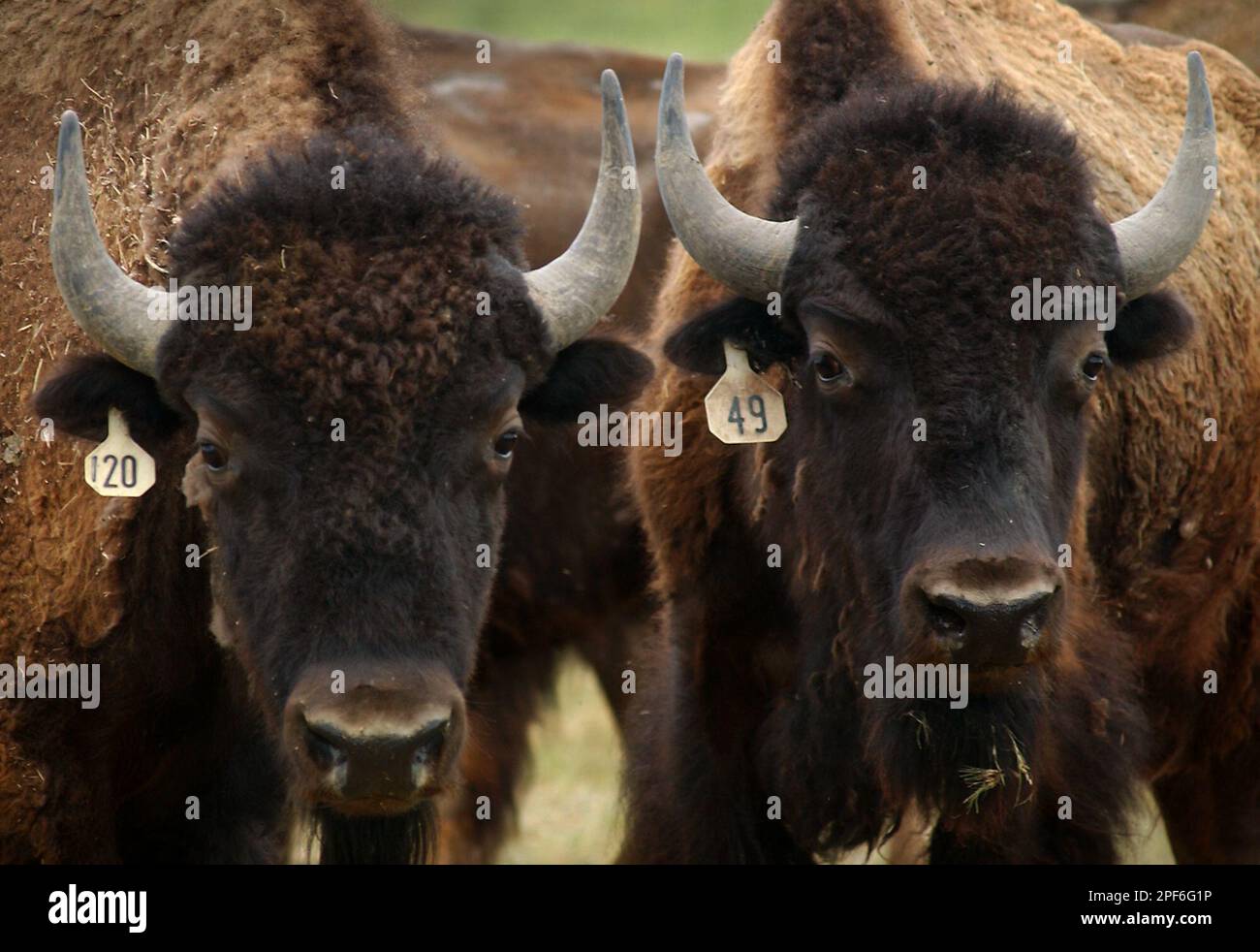 Two bison look up from grazing on Mathew Bowen's Jordan Valley, Ore ...