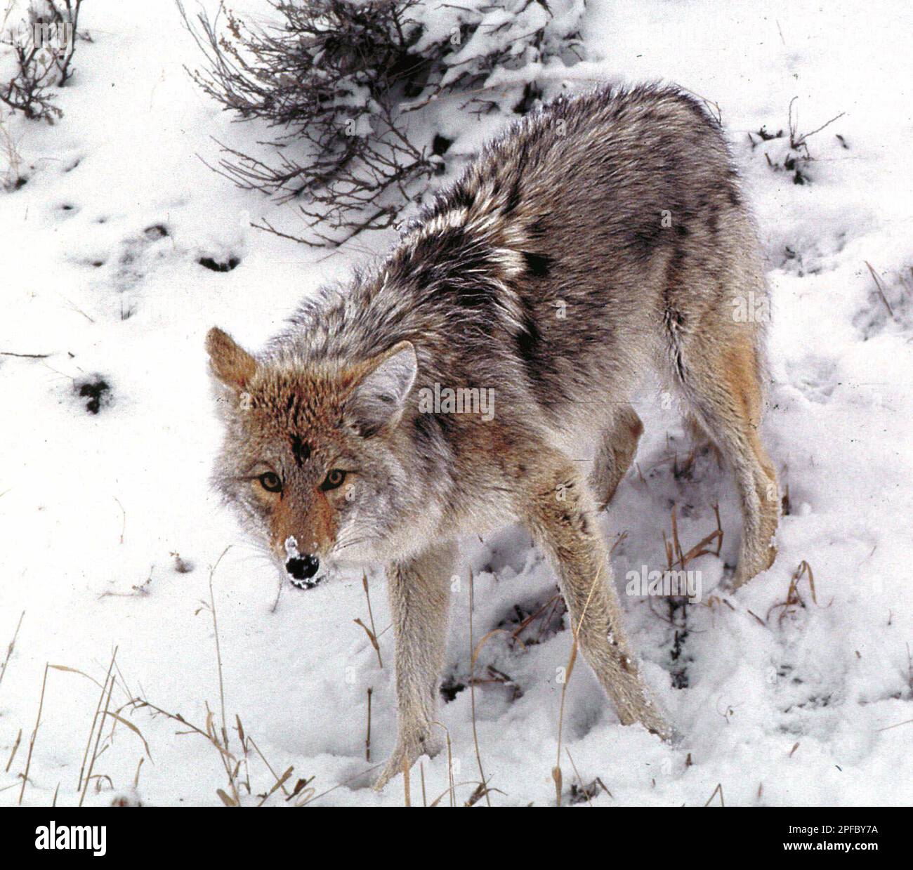 FILE--A coyote is shown on the Blacktil Plateau between Mammoth Hot ...