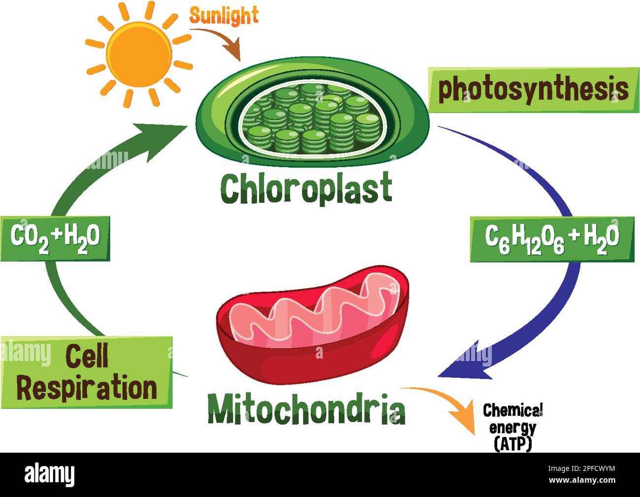 Processus de respiration cellulaire Banque de photographies et d’images ...