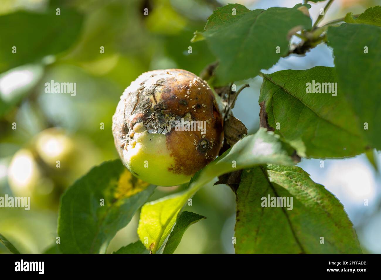 Moniliasis de pomme. La pourriture des pommes sur l'arbre. Pourriture ...
