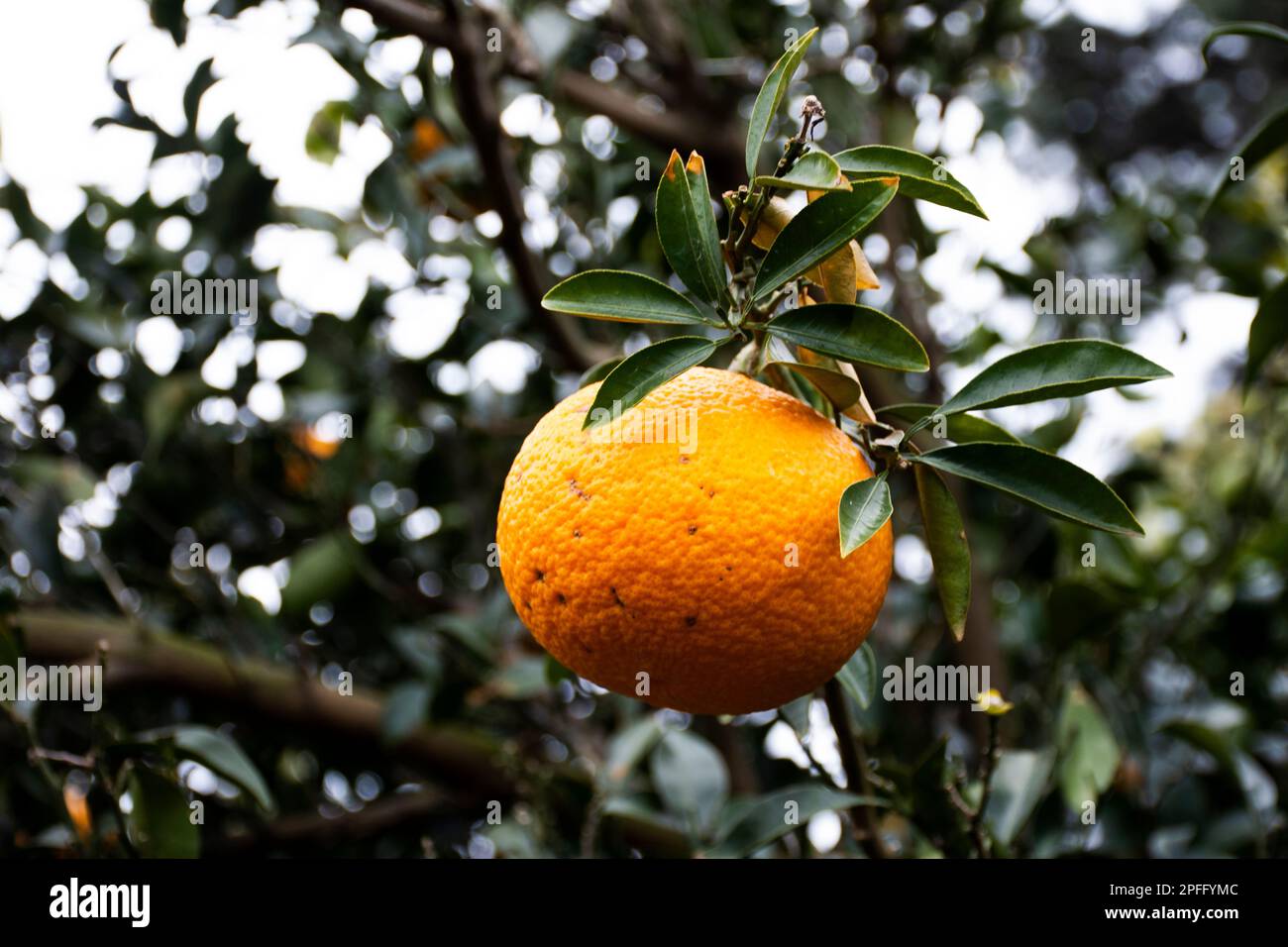 Plantation agriculture de hallabong mandarine oranges fruits plante ...