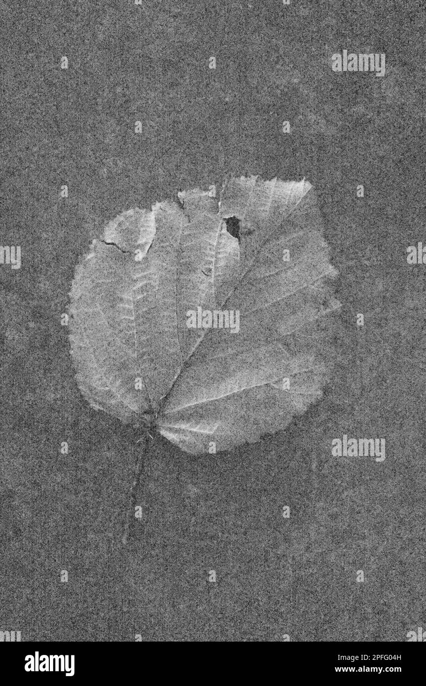 Image douce et au crayon comme une image en noir et blanc de mûre à ...