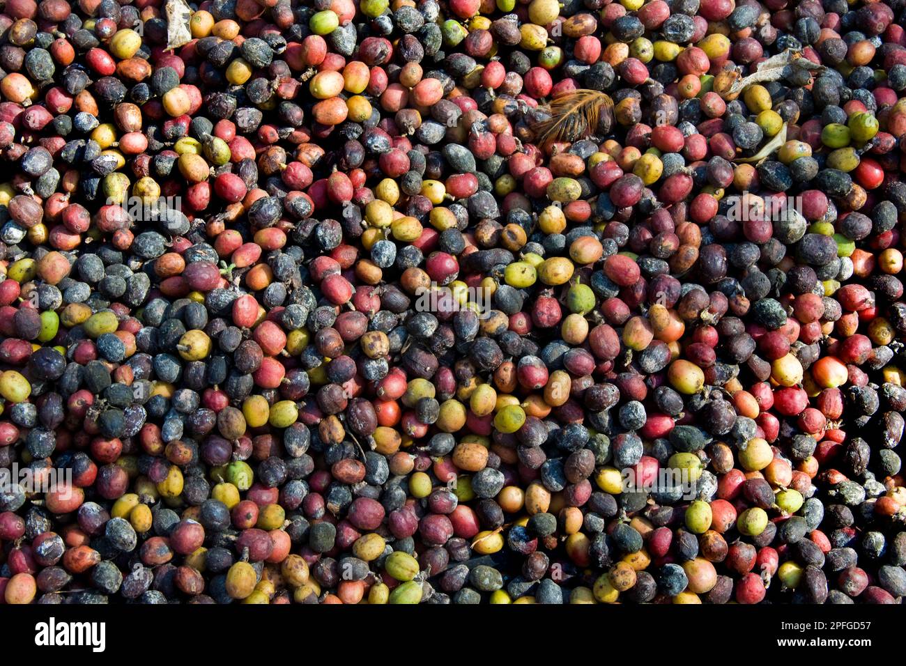 Cafe vinales Banque de photographies et d’images à haute résolution - Alamy