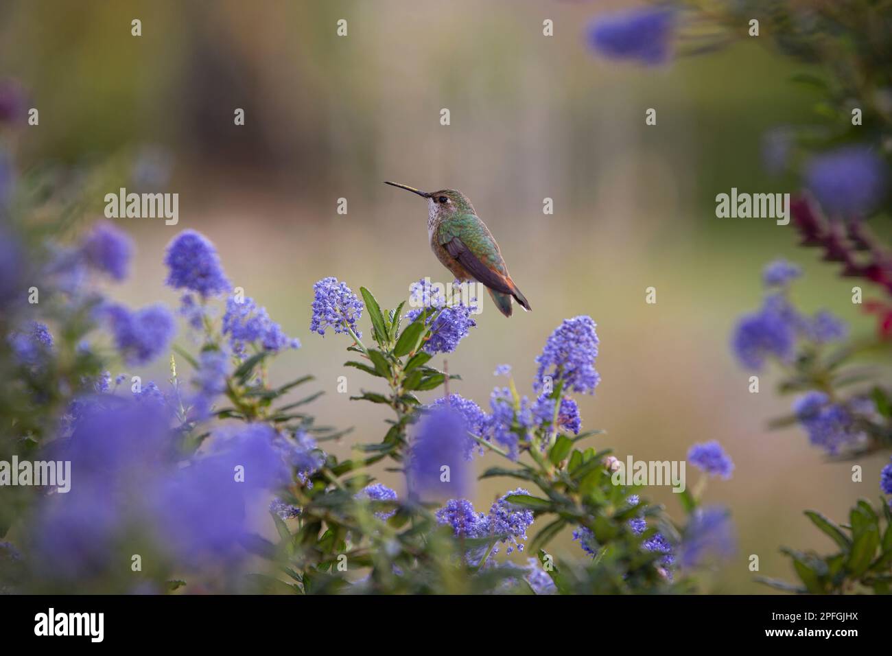 Un colibri à queue rufée perché sur le lilas de montagne de l'île ...