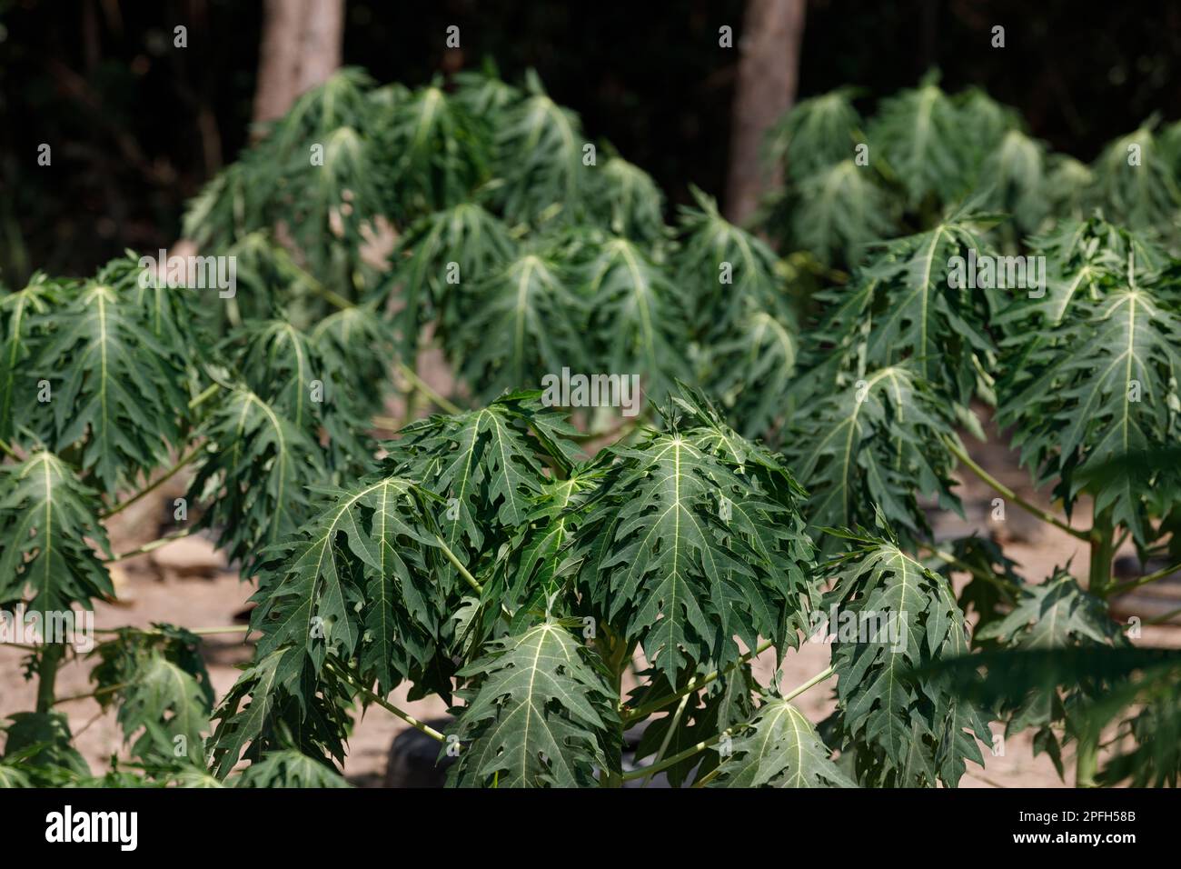 Fruits de papaye en croissance Banque de photographies et d’images à ...