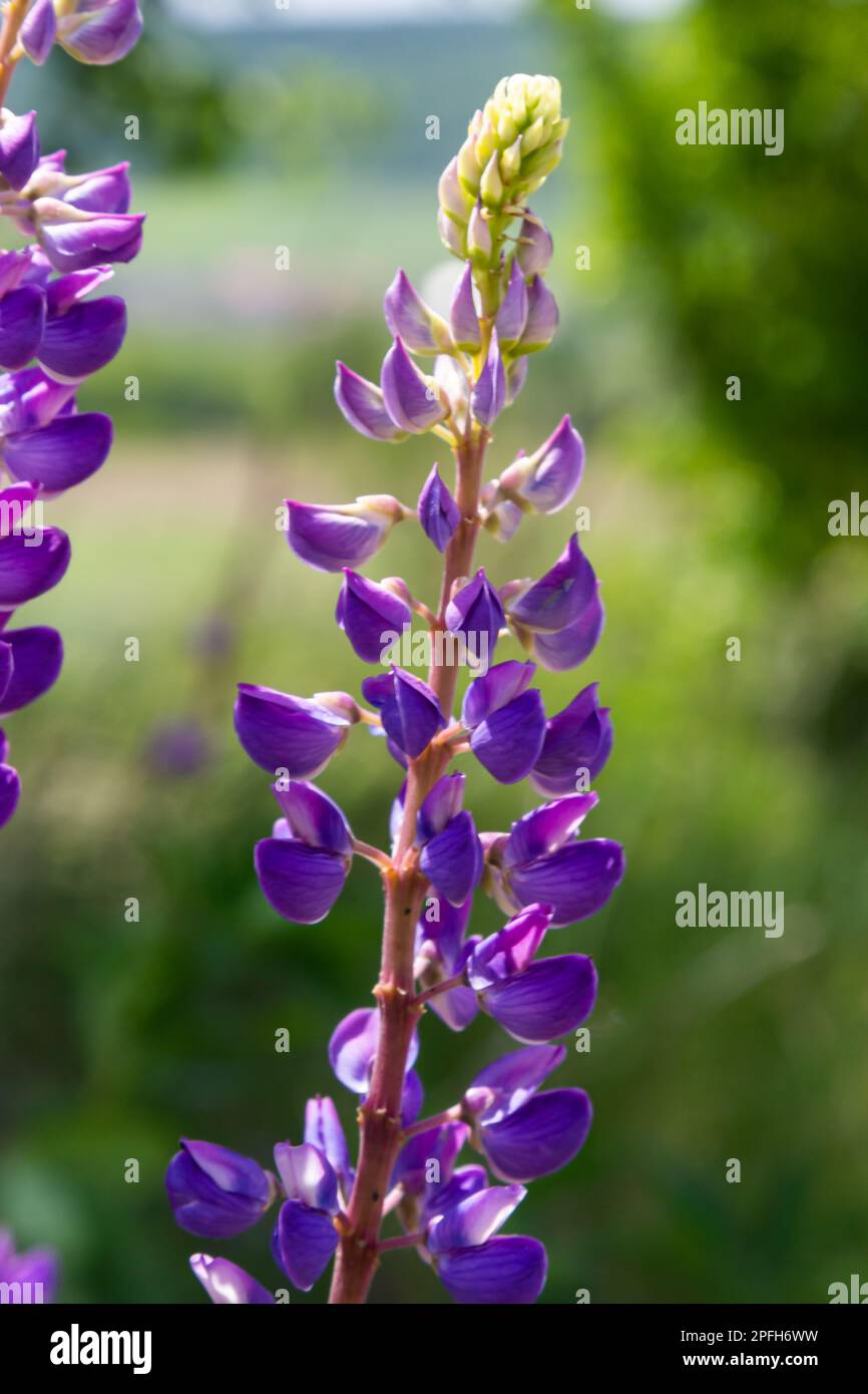 Les fleurs violettes florissant de la lupin sont des plantes ...