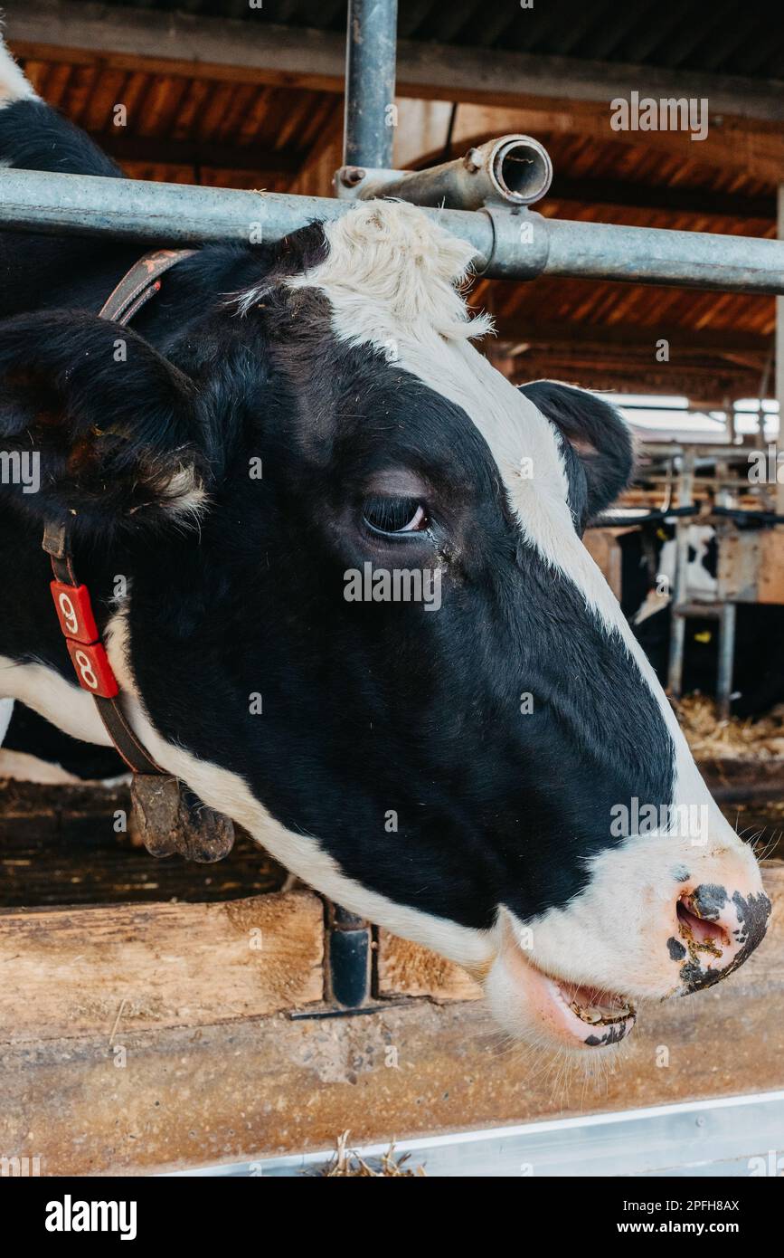 Vache de veau en cage, s'occuper de l'agriculture bio-agricole, nourrir ...