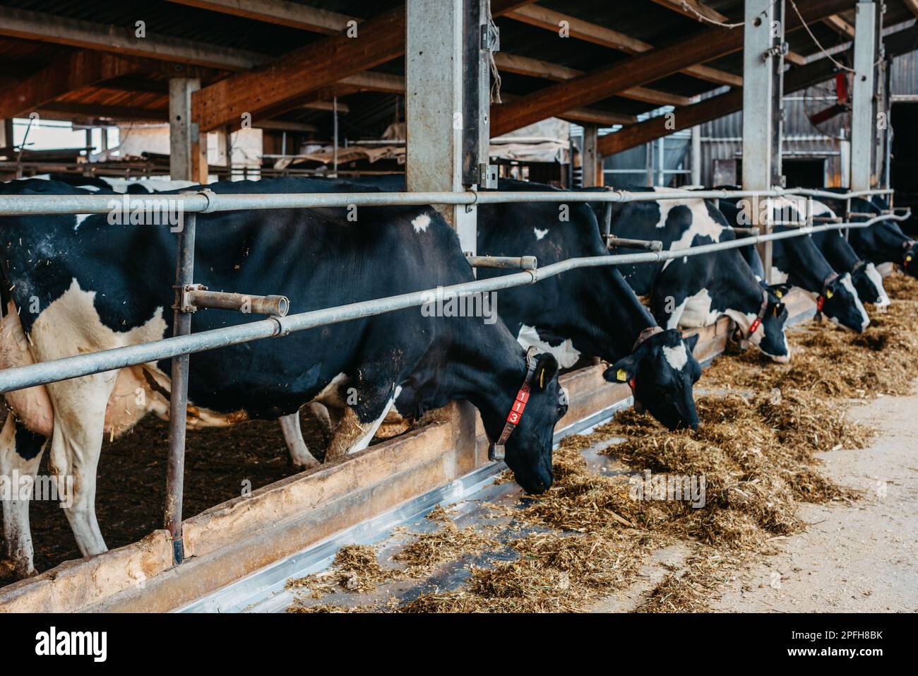 Vache de veau en cage, s'occuper de l'agriculture bio-agricole, nourrir ...