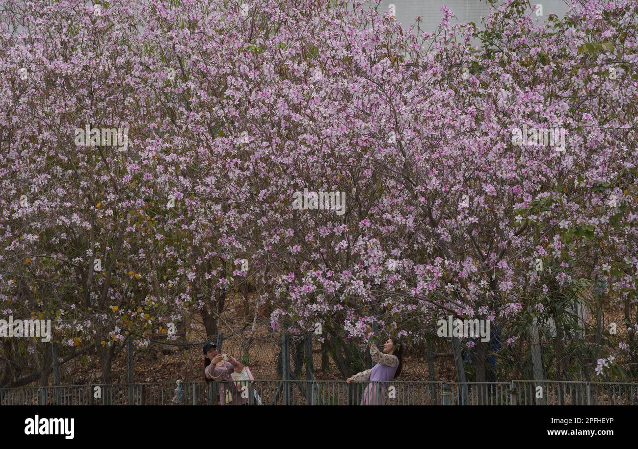 Les gens prennent des photos avec le Bauhinia Variegata, ou l'arbre de ...
