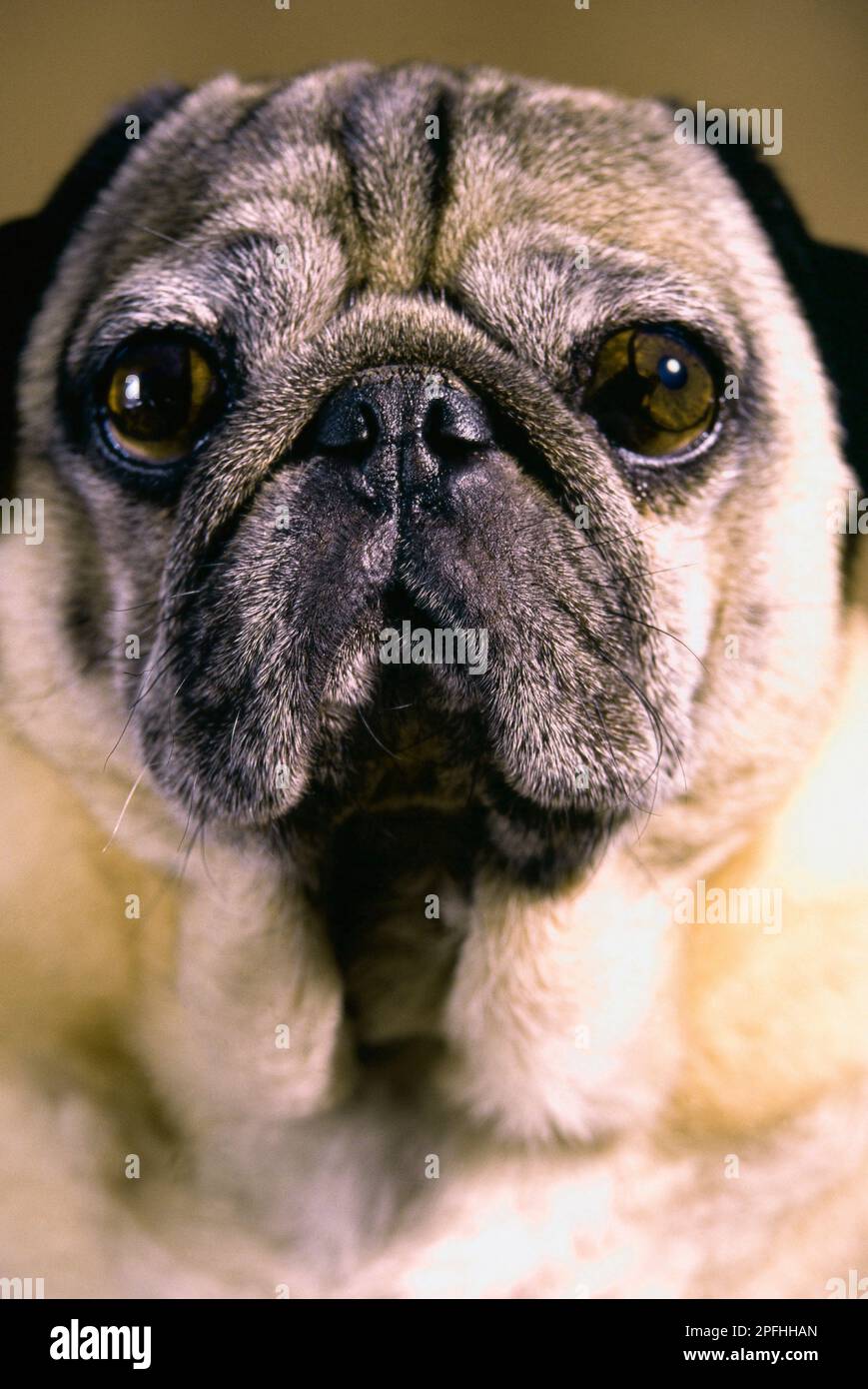 Focused pug Banque de photographies et d’images à haute résolution - Alamy