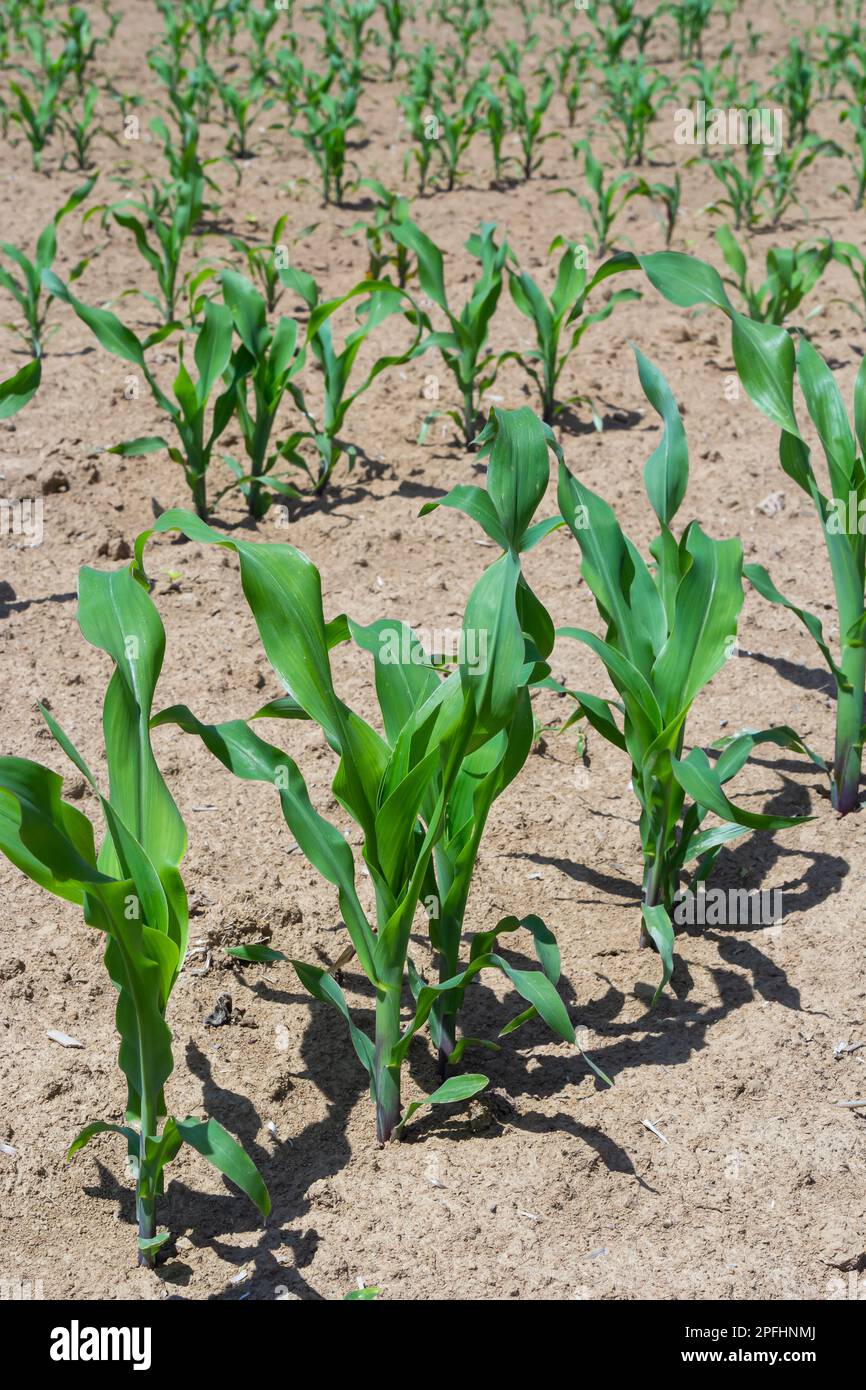 Gros plan des pousses de maïs vertes plantées en rangées nettes contre ...