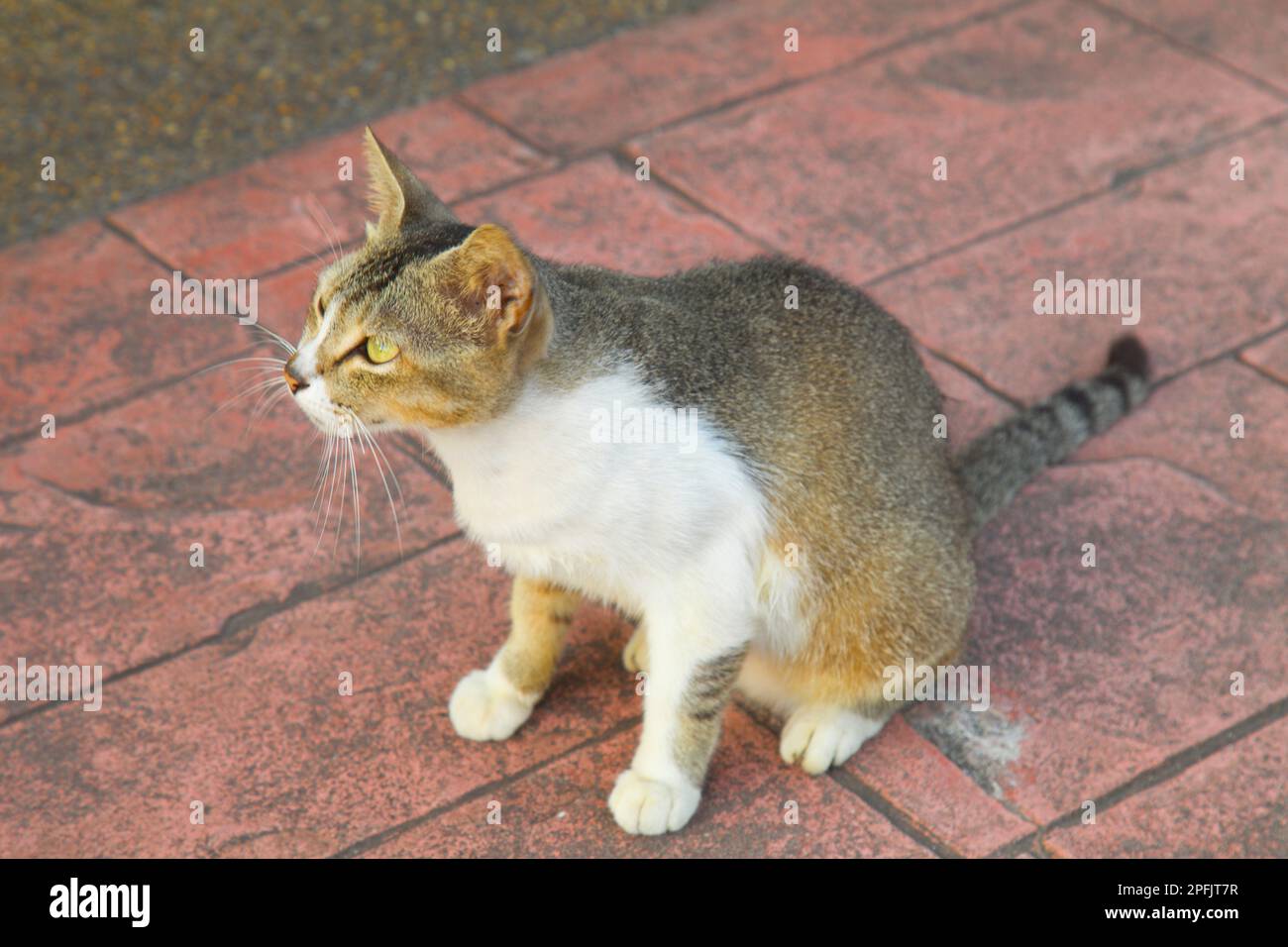 Malaysia cat Banque de photographies et d’images à haute résolution - Alamy