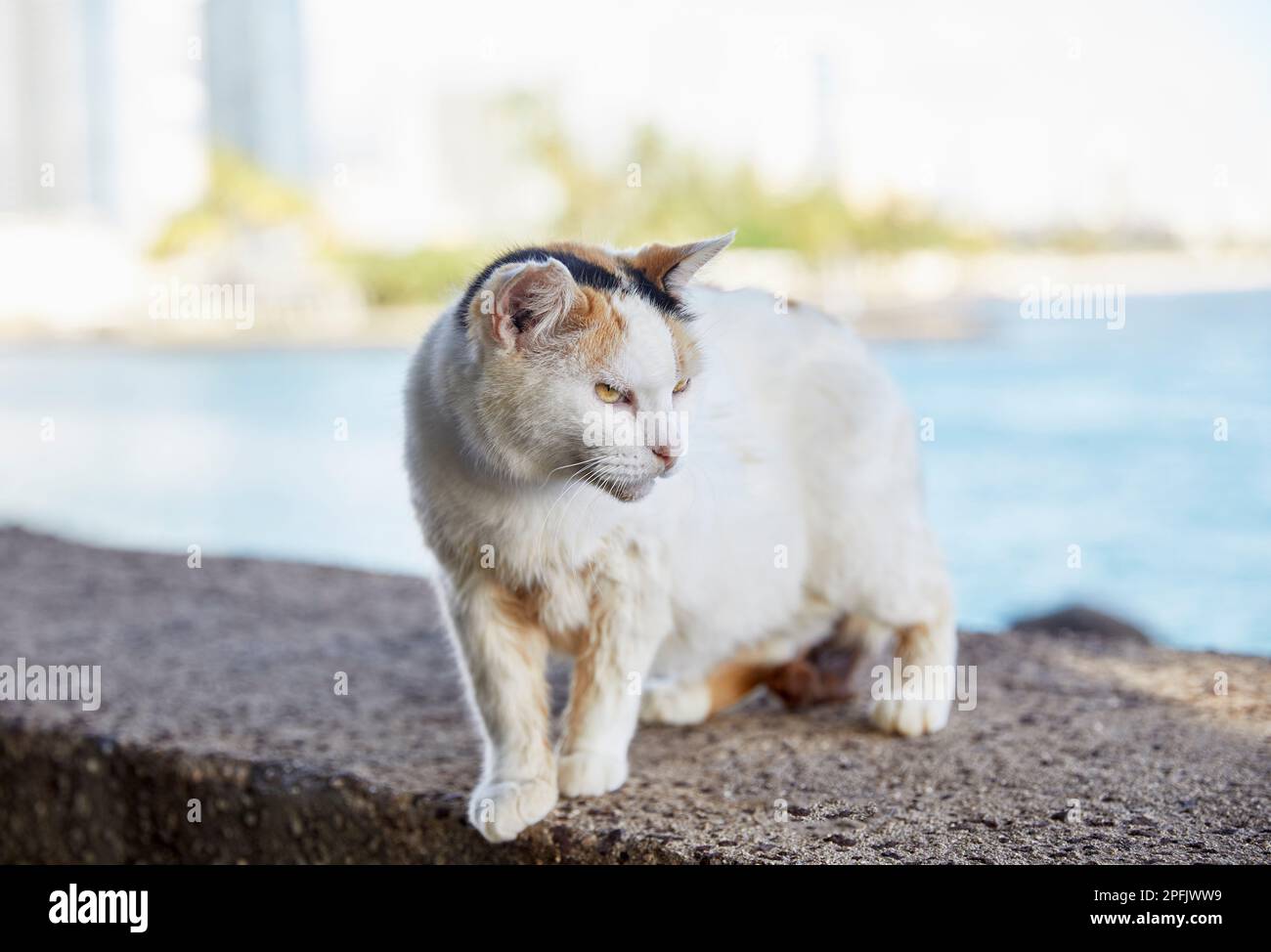 Chat calicot sur un arbre Banque de photographies et d’images à haute ...