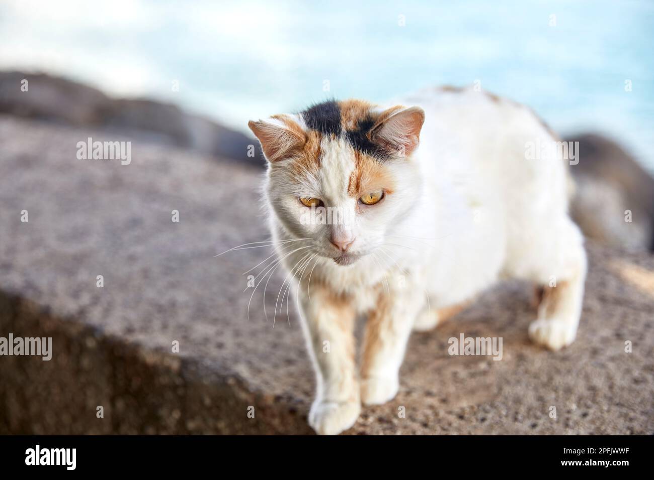 Chat calicot sur un arbre Banque de photographies et d’images à haute ...
