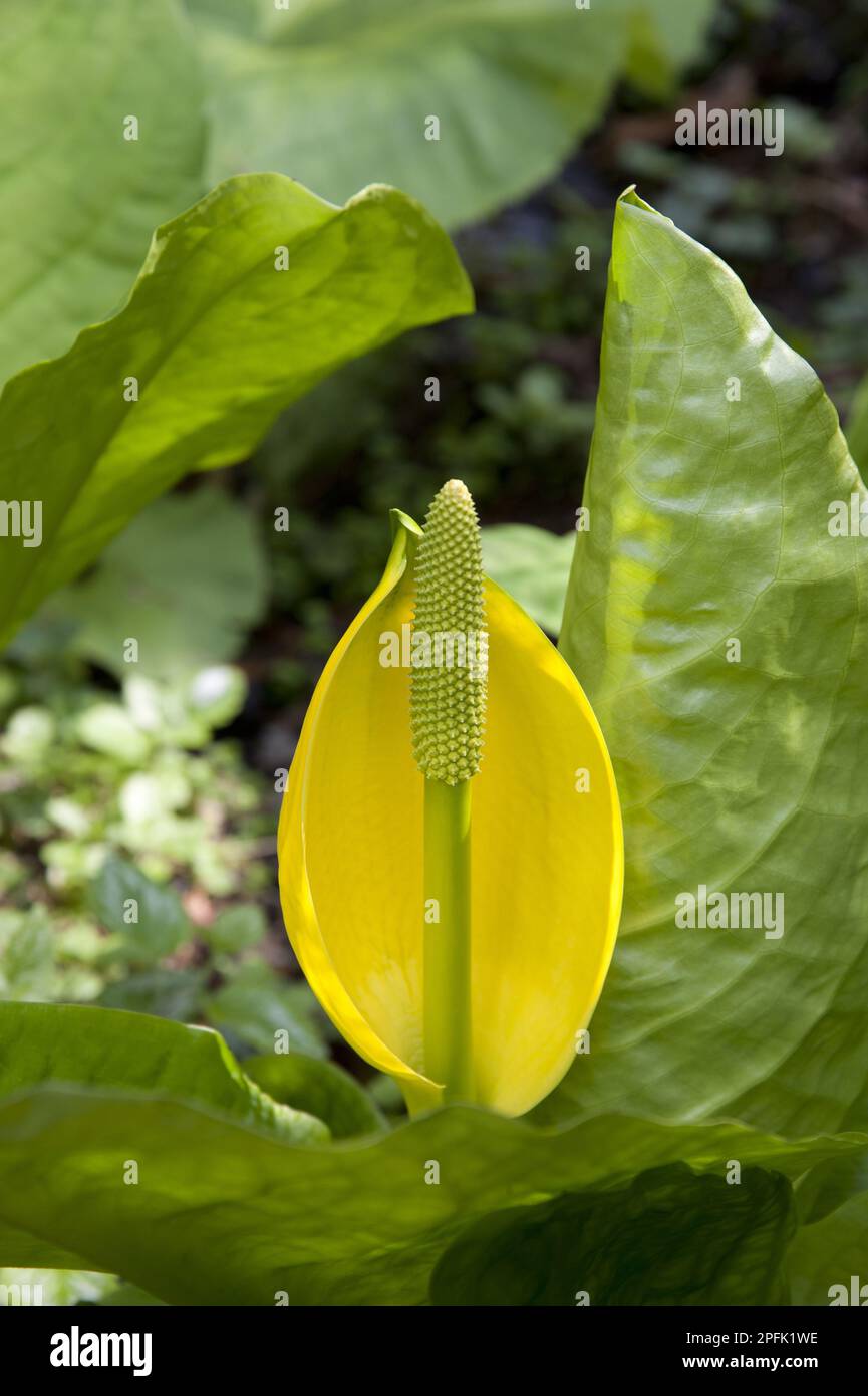 Lysichitum chou de la mouffette de l'Ouest (Lysichiton americanus ...