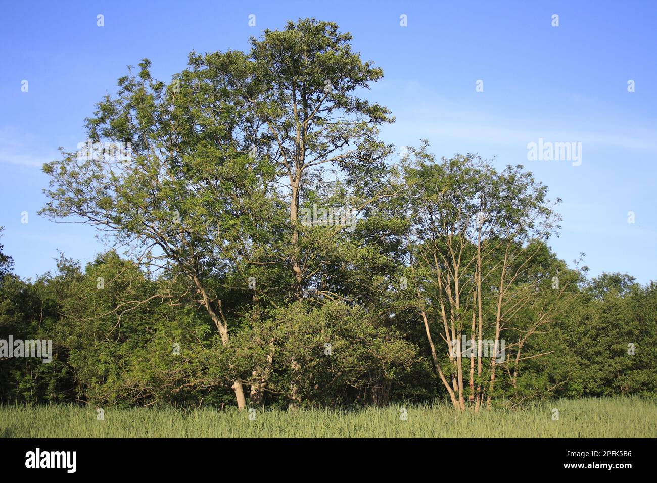 Aulne noir commun (Alnus glutinosa) qui pousse en bordure de l'habitat ...