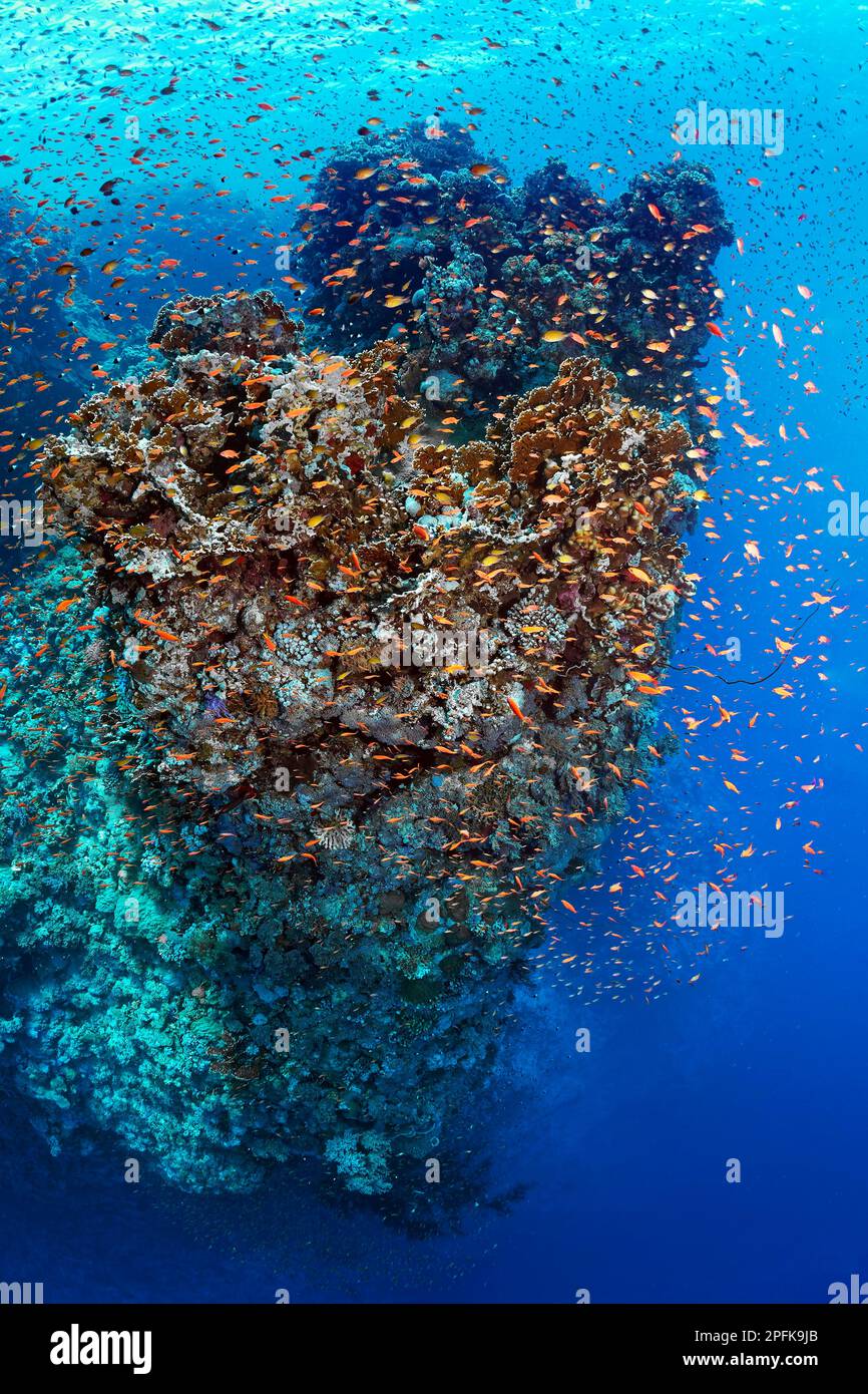 Bloc de corail, très grand, suspendu, mur escarpé, bassin de mer rouge ...