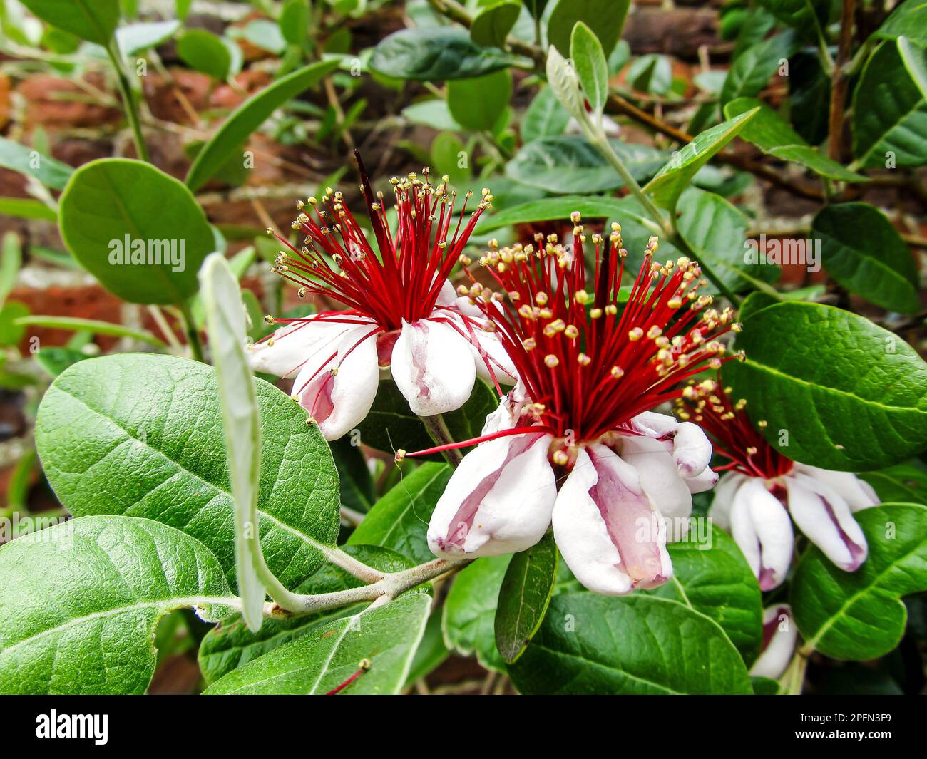 Les fleurs d'un cultivar blanc de la myrte de Rose, Rhodomyrtus ...