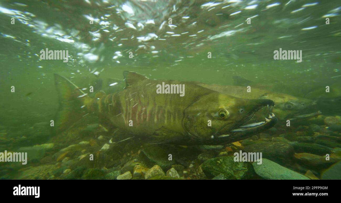 Saumon dans la rivière, prêt à nager contre le courant. Photographie ...