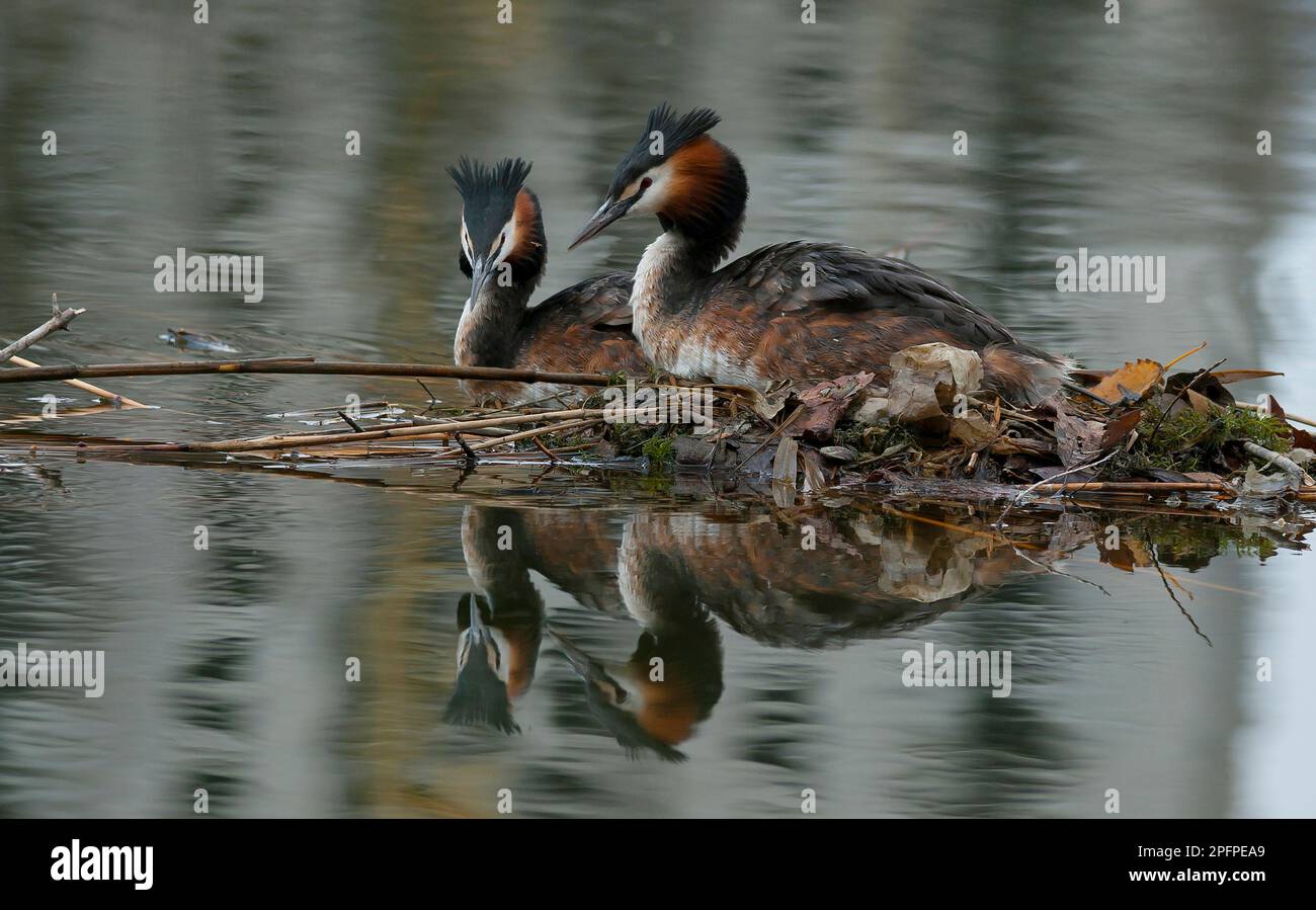 Grebe ou grand grebe (lat. Podiceps cristatus) sur le nid. Moment de ...
