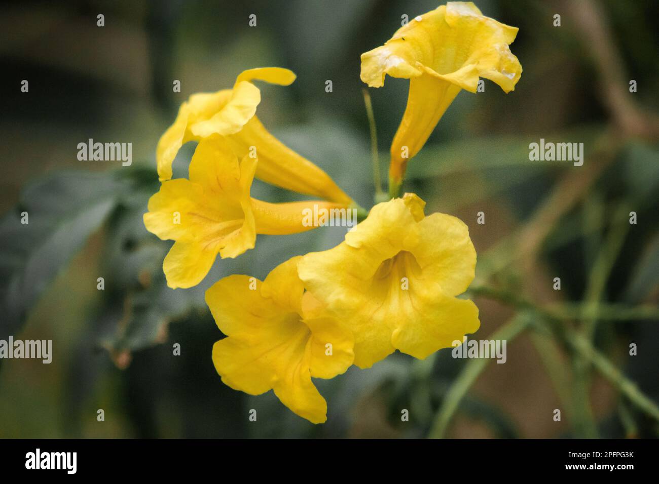 Tecoma stans, fleurs jaune vif, facile à cultiver, populaire dans la ...
