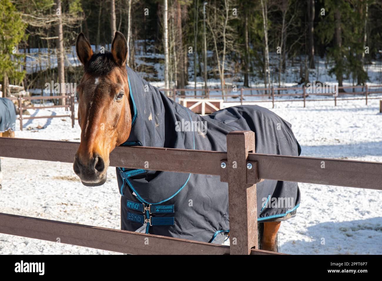 Couverture portant un cheval brun dans un enclos couvert de neige lors ...