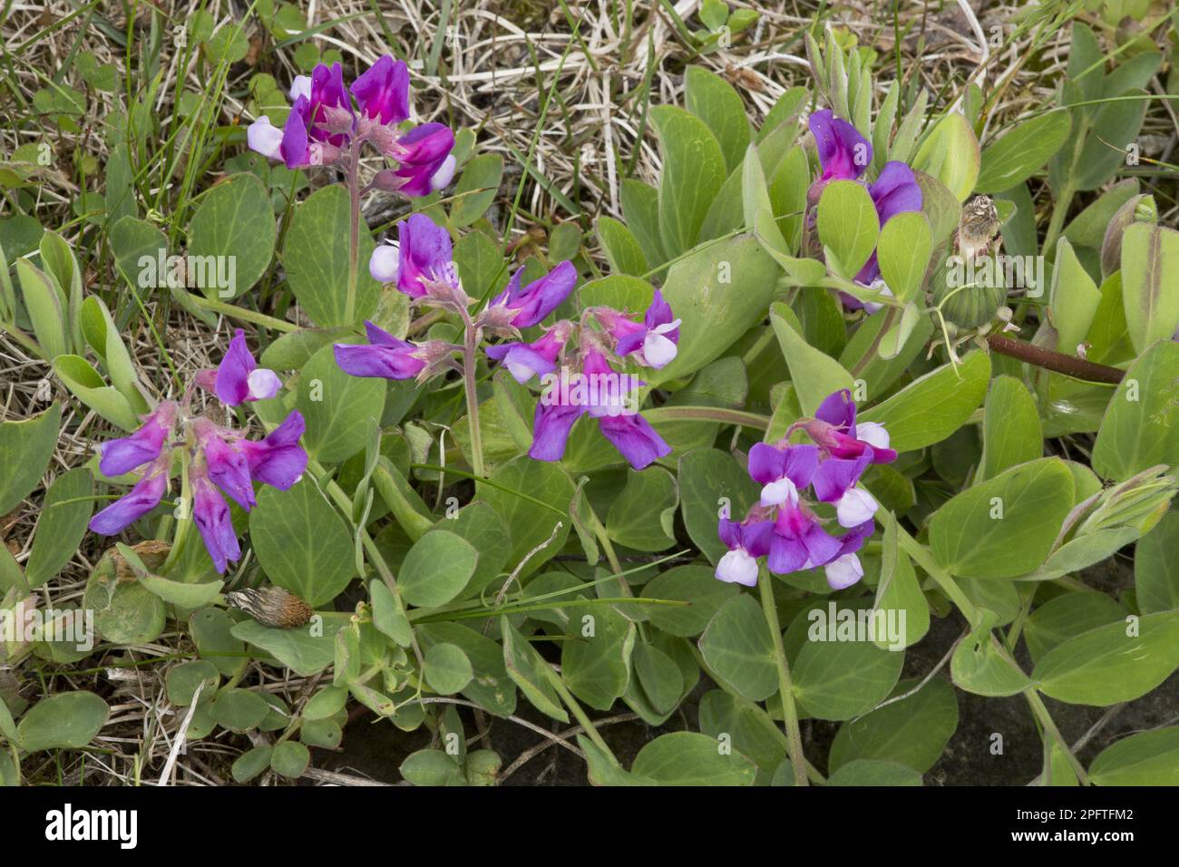 Fleurs de pois de mer (Lathyrus japonicus), qui poussent sur la côte, à ...