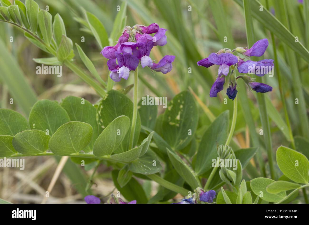 Fleurs de pois de mer (Lathyrus japonicus), qui poussent sur la côte, à ...