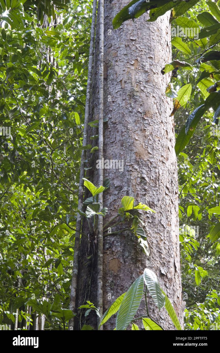 Peltogyne venosa Banque de photographies et d’images à haute résolution ...