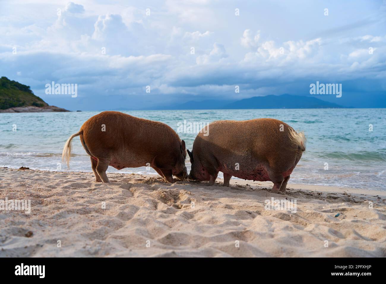 Plage sur la baie des cochons Banque de photographies et d’images à haute résolution - Alamy