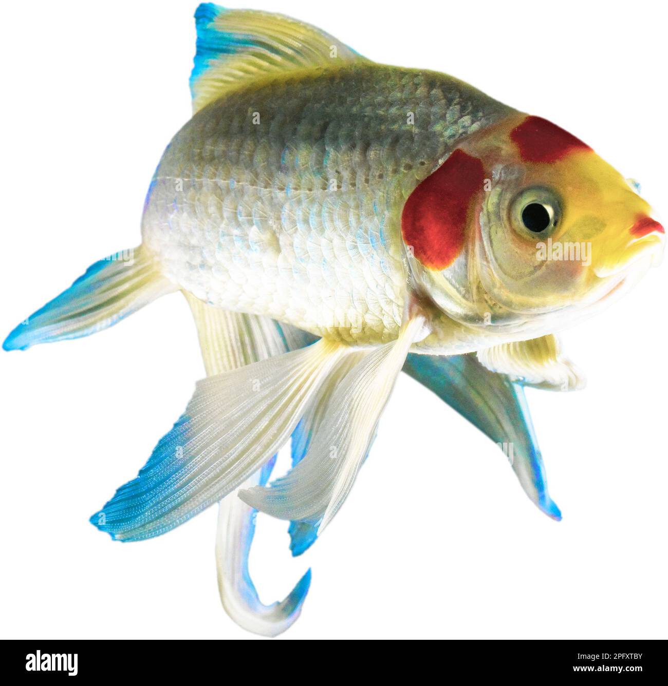 Poissons de couleur vive avec un arrière-plan transparent qui ressemble ...
