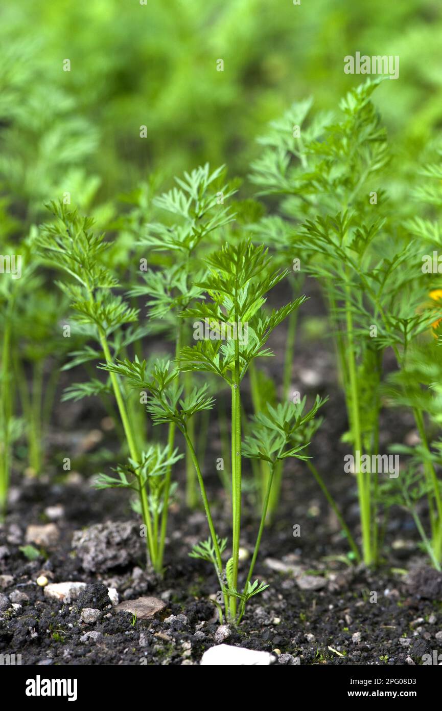 Semis de carotte Banque de photographies et d’images à haute résolution ...