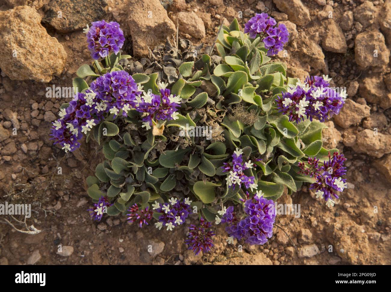 Lilas de mer Banque de photographies et d’images à haute résolution - Alamy