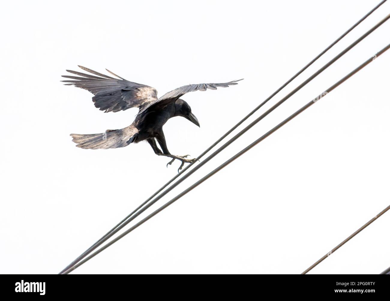 Corbeau sur fil eµlectrique Banque de photographies et d’images à haute ...
