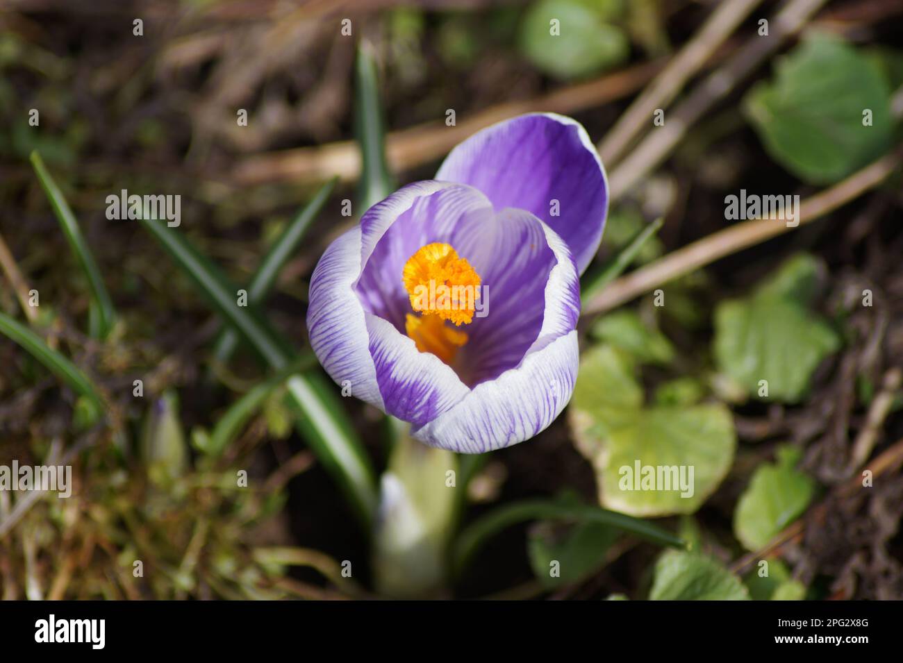 Printemps 2023 Banque de photographies et d’images à haute résolution - Alamy